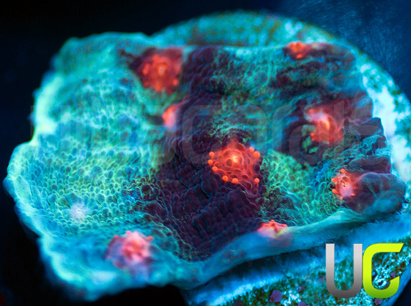 JF Hellspawn Chalice