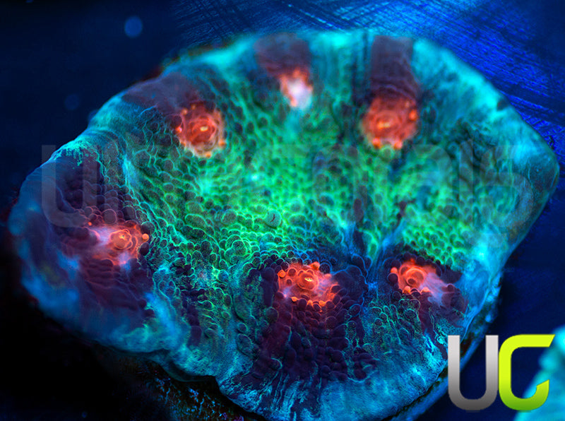 JF Hellspawn Chalice