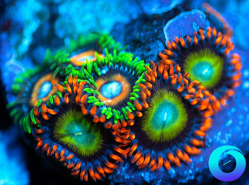 Double Decker Pearl Jam