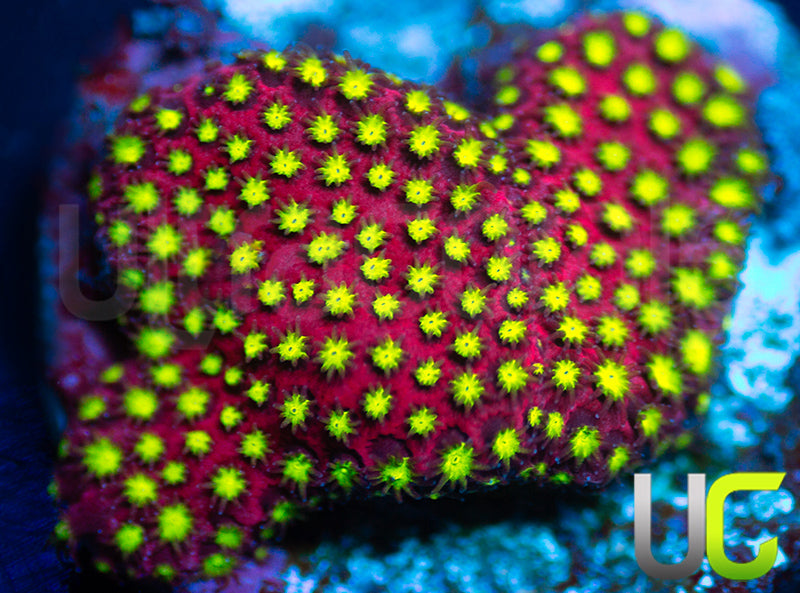 UC Raspberry Pie Stylo