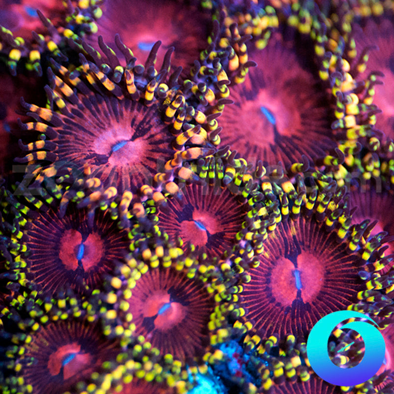 SBB Aphrodite Zoanthids