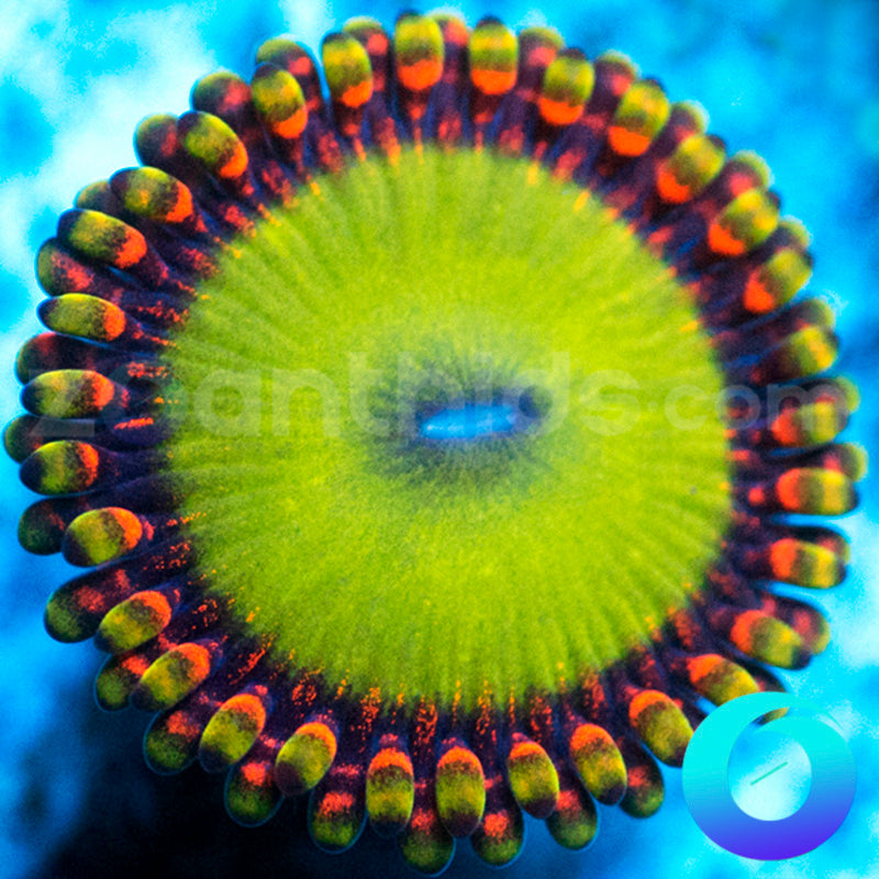 Puppet Master Zoanthids