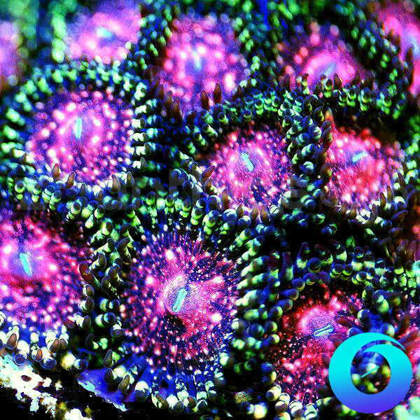 Rose Nebula Zoanthids