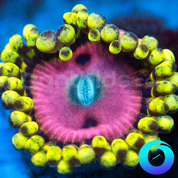 UPD Zoanthids
