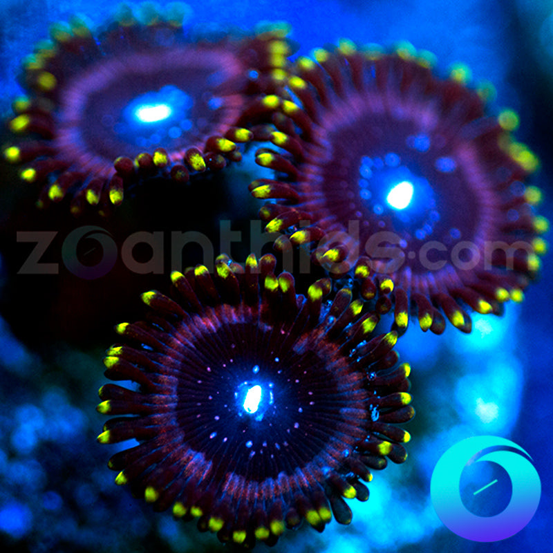 WWC Black Orchid Zoanthids