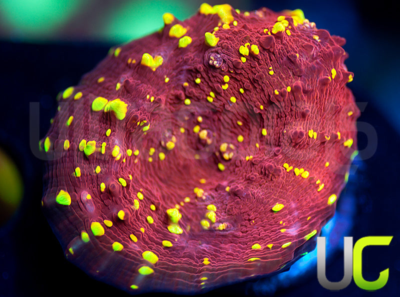 JF Gold Meister Chalice