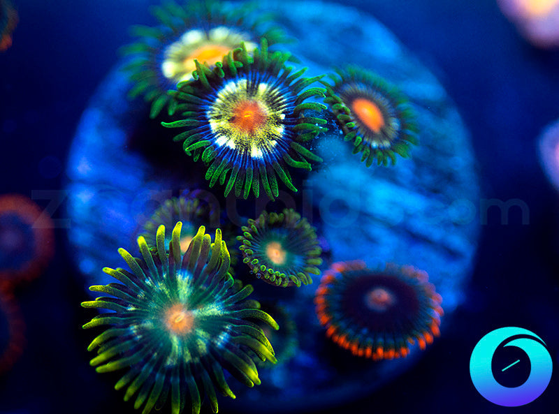 Daisy Cutter & Spinster & Ultraviolet Combo