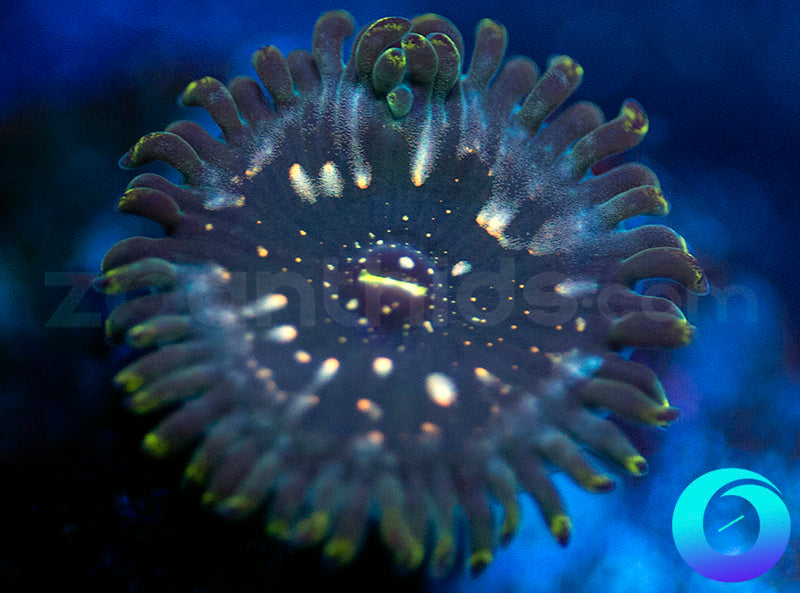 Hawaiian Ding Dang PE