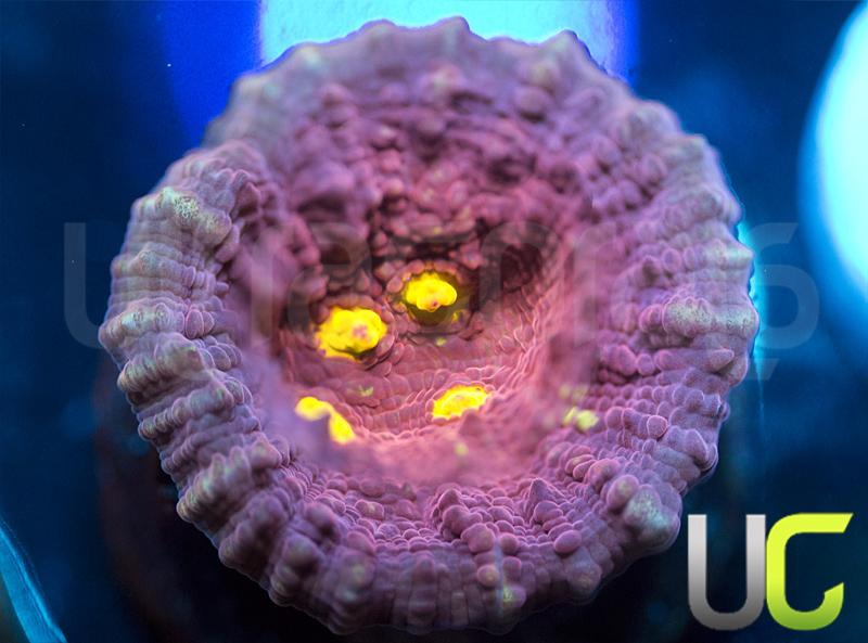 UC Magma Meltdown Chalice