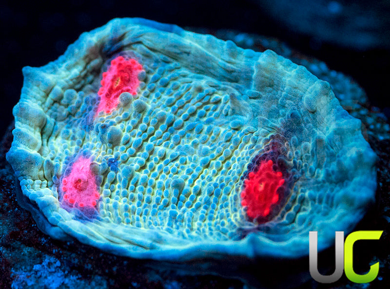 JF Red Hellspawn Chalice