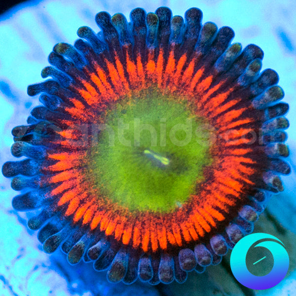 Flash Burn Zoanthids