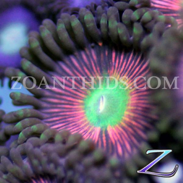 Gila Monster Zoanthids