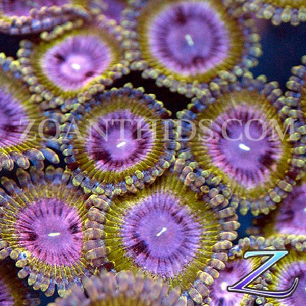 Queen Krakatoa Zoanthids