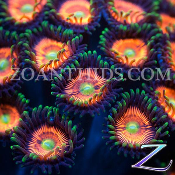 Solstice Zoanthids