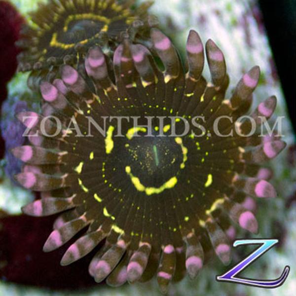 Stratosphere Zoanthids