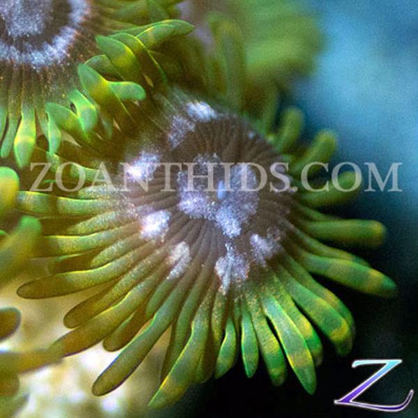 Ultimate Nova Zoanthids
