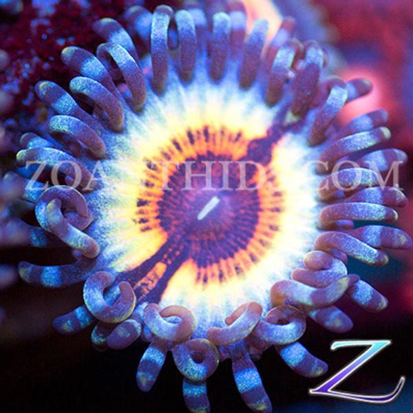 Vampire Zoanthids