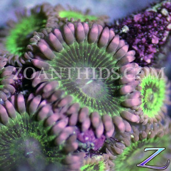Willy Wonka Zoanthids