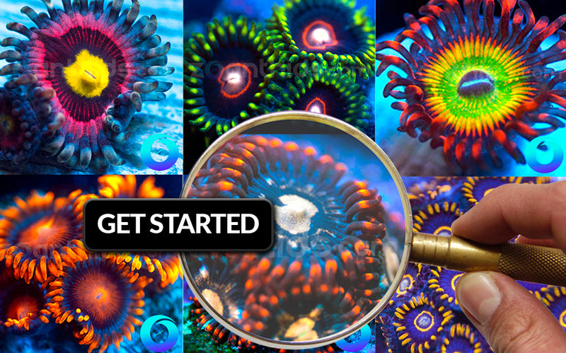 Zoanthid Identification