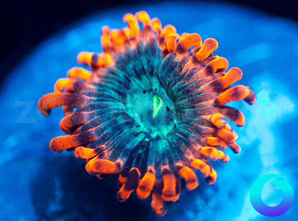 Zoanthids.com