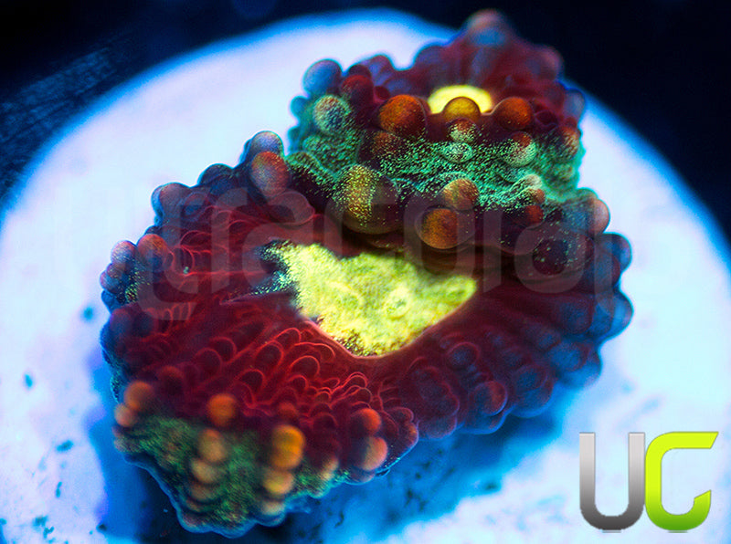 UC Strobe Light Favia