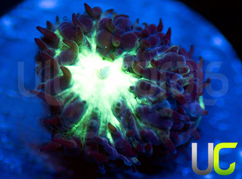 UC Dark Arts Blasto