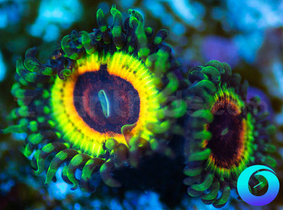 Zoanthids.com
