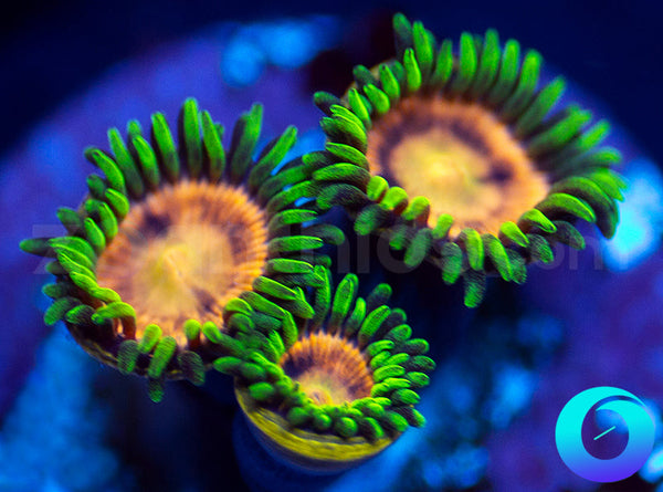 Zoanthids.com
