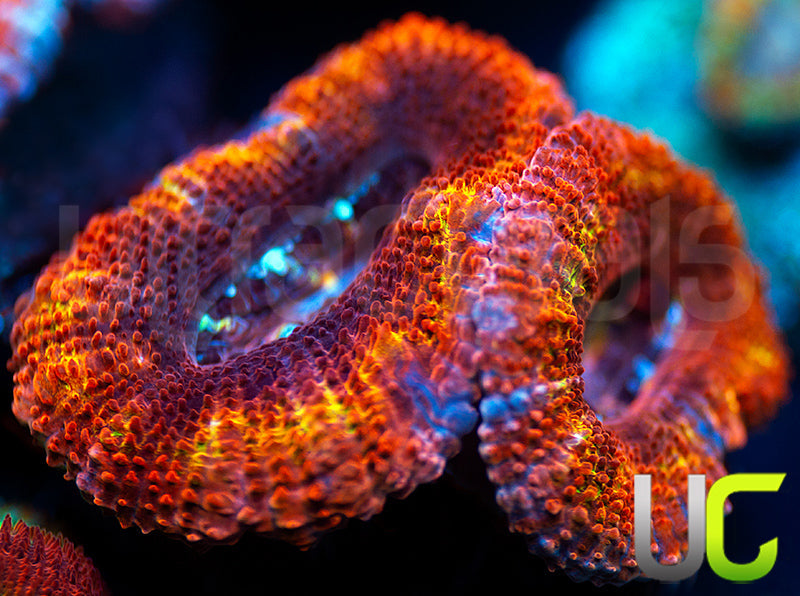 UC Agent X Micro Lord