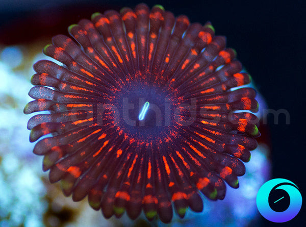 Zoanthids.com