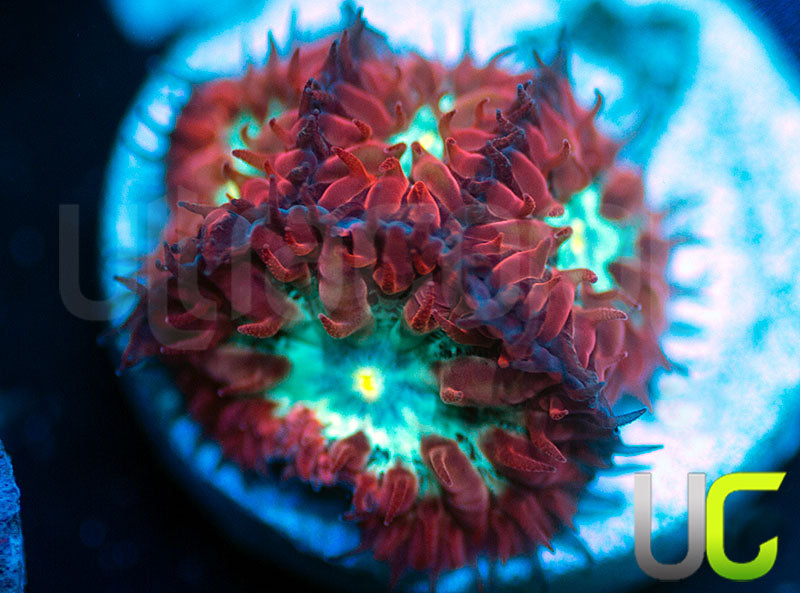 UC Azure Sky Blastos