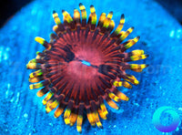 Zoanthids.com