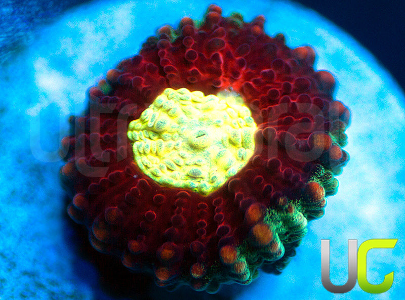 UC Strobe Light Favia SKU