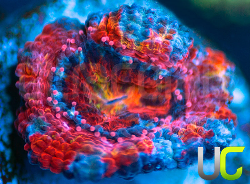 UC Bourbon Street Micro Lord