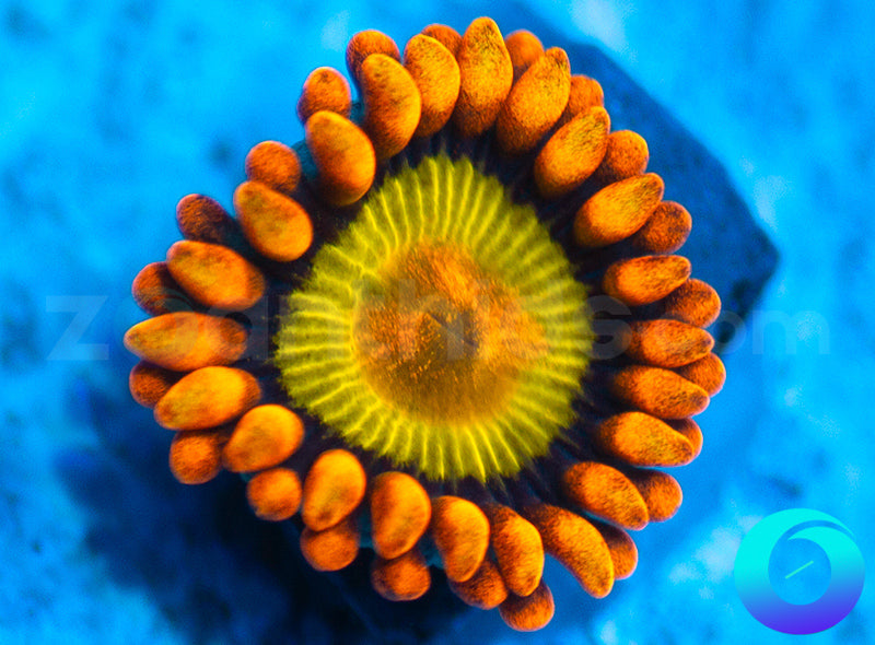 Mandarin Orange