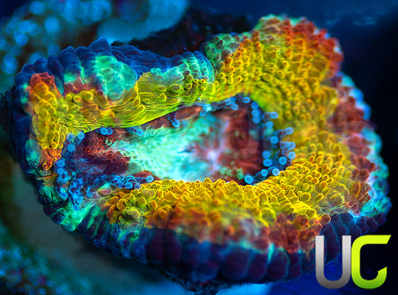 UC Hawaiian Punch Micro Lord