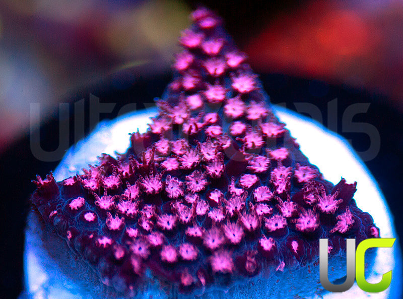 JF Jose Casas Pink Polyp Stylo