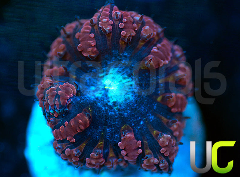 NEW RELEASE: UC Fancy Pants Blastos