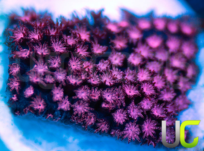 JF Jose Casas Pink Polyp Stylo