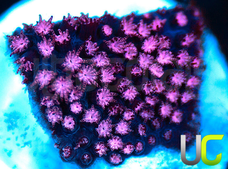 JF Jose Casas Pink Polyp Stylo