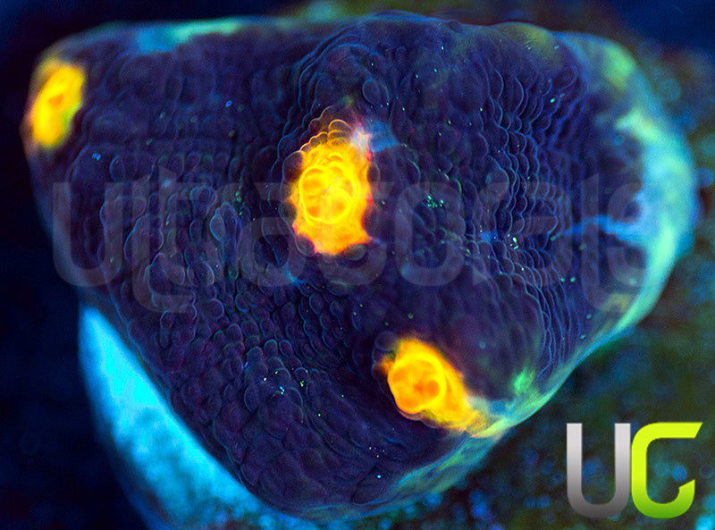 UC Tazmanian Devil Chalice