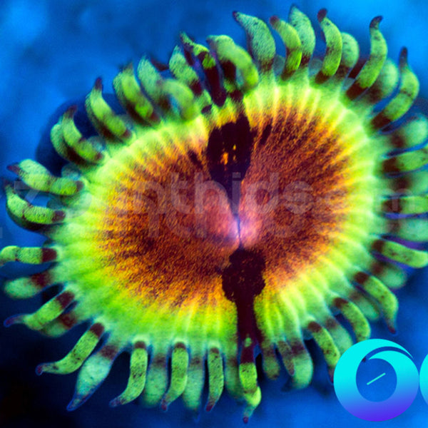 JF Bloodshot Zoanthids