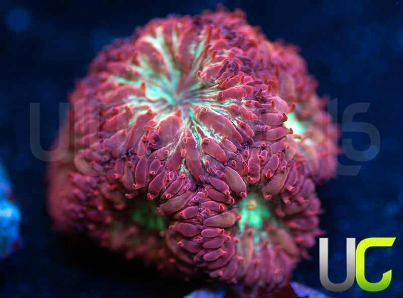 NEW RELEASE: UC Strawberry Stripe Blastos