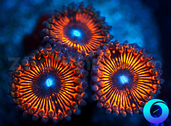 Zoanthids.com