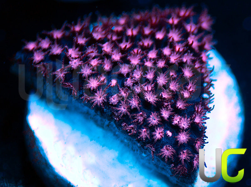 JF Jose Casas Pink Polyp Stylo