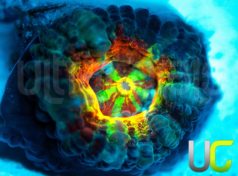 UC Crazy Carny Micro Lord