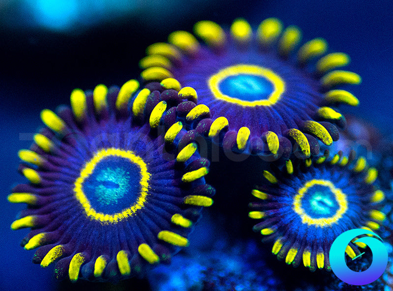Blue Hornets