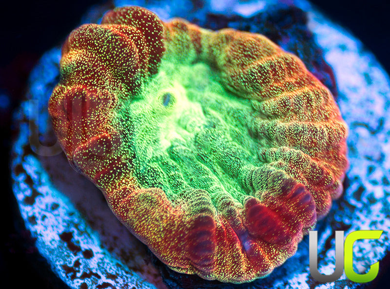 JF Psycho Rainbow Rim Favia
