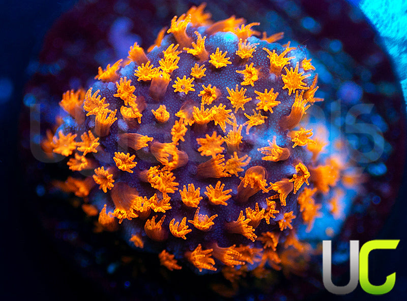 UC Purple Flame Stylo
