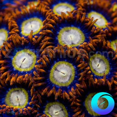 Zoanthids Identification Gallery